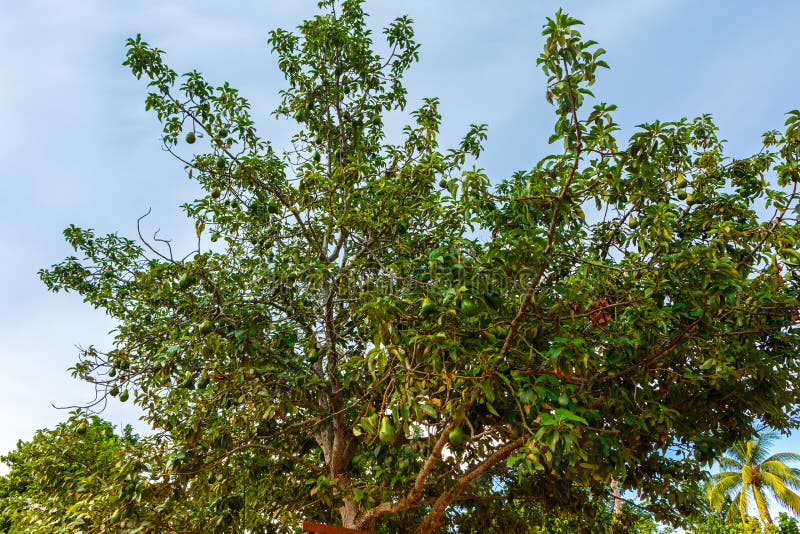 Full Grown Coconut Tree stock photo. Image of property - 118682736