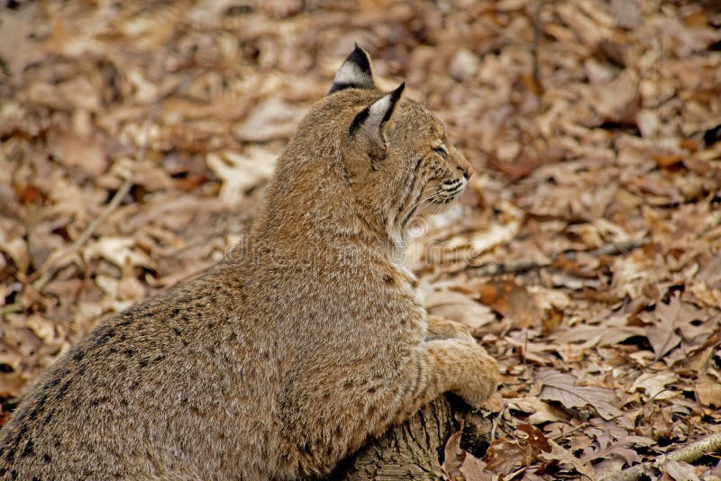 A Large Bobcat Poses on a Log. Stock Photo - Image of large, cropped ...