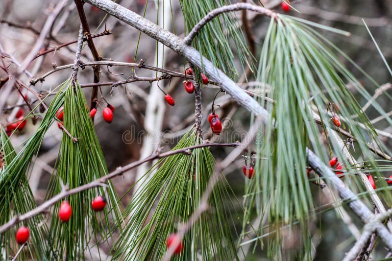 Full-grown Bovine with a Thick, Brown Coat of Fur Stands in a Lush ...