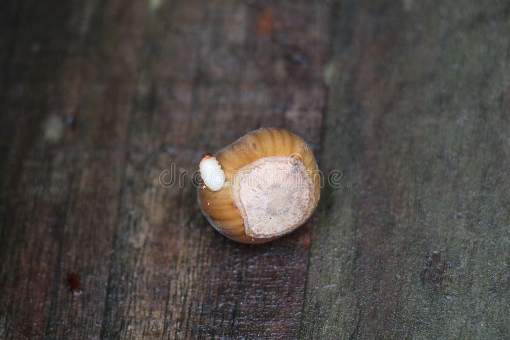 Full Grown Larva of the Nut Weevil Exiting the Nut through a Drill Hole ...