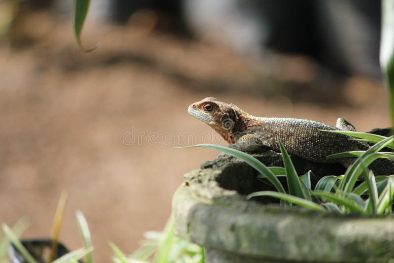 Male lizard pose stock photo. Image of lizard, forest - 176175412