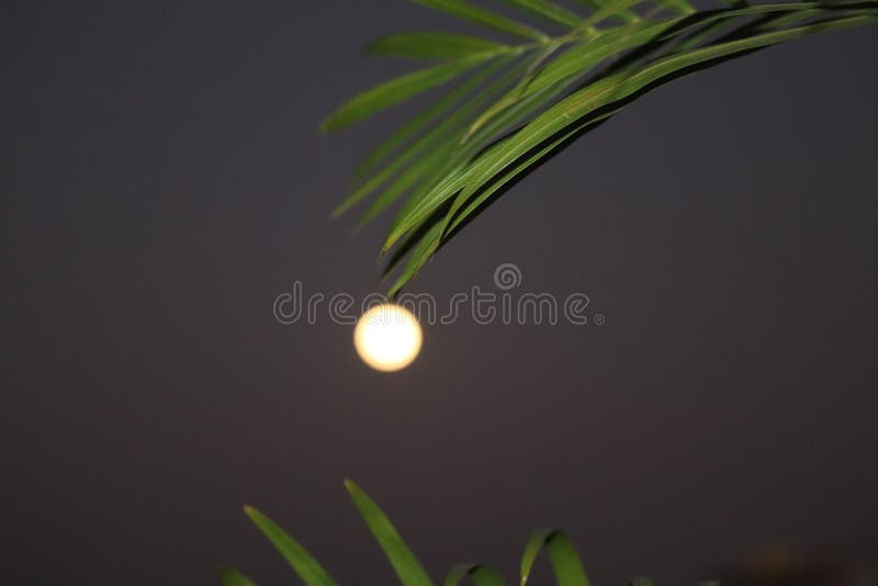 Full Grown Moon Captured with the Tip of the Leaf Stock Photo - Image ...