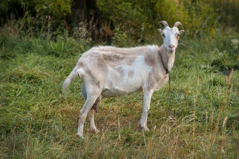 3,274 Goat Full Stock Photos - Free & Royalty-Free Stock Photos from ...