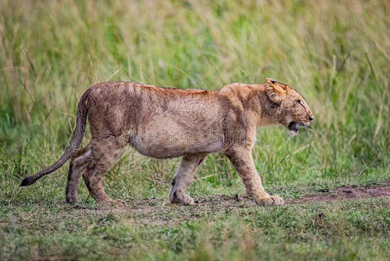 Full and Happy Female Lion Walking in Savanah of Kenya Stock Photo ...