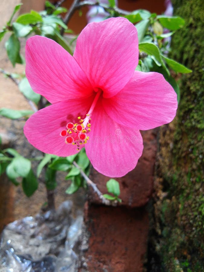 Full HD flower stock photo. Image of flower, pink, hibiscus - 129760652