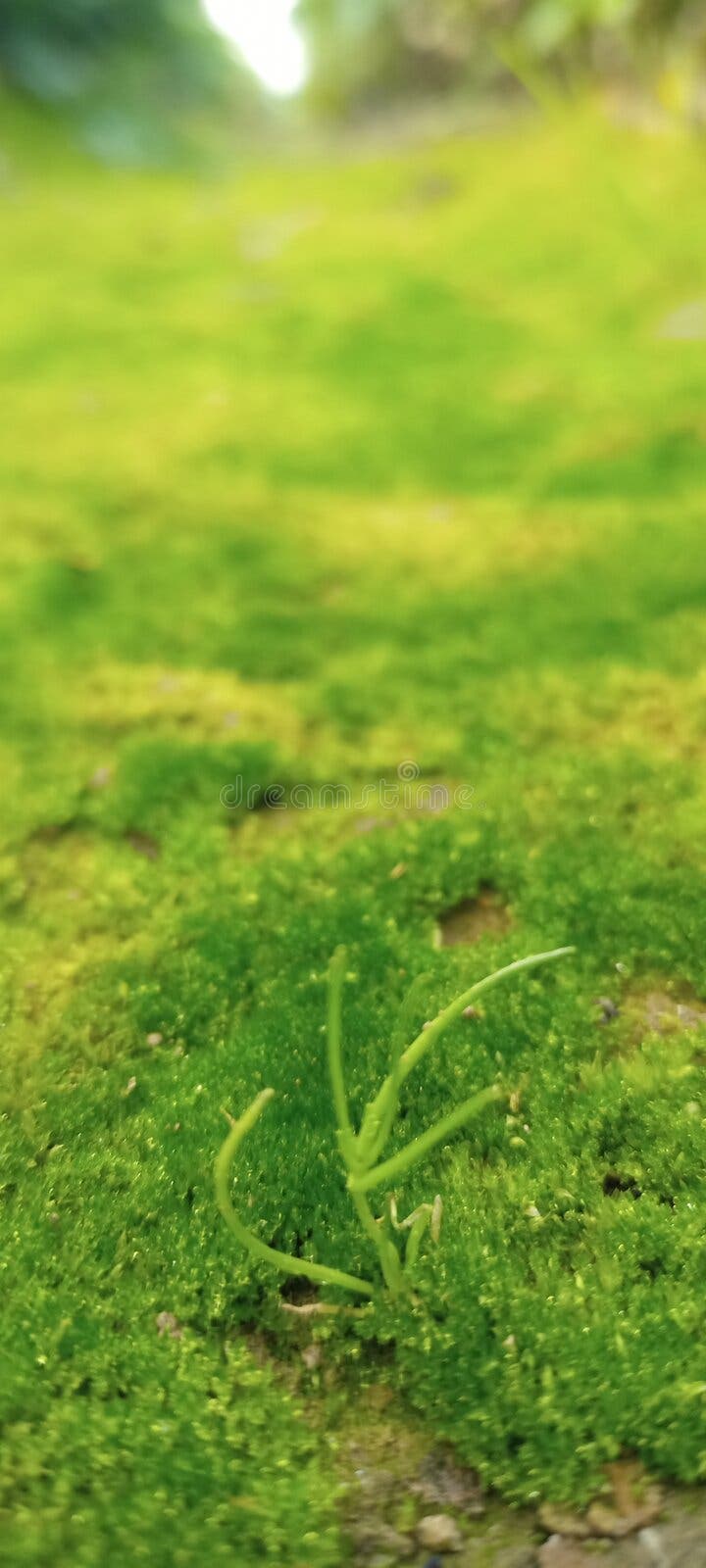 Full Hd Mobile Accessories Wallpaper Stock Photos - Free & Royalty-Free ...