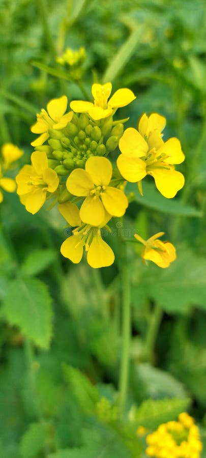 Full Hd Musterd Flower, Yellow Mustard Flowers, Yellow Flowers, Stock ...