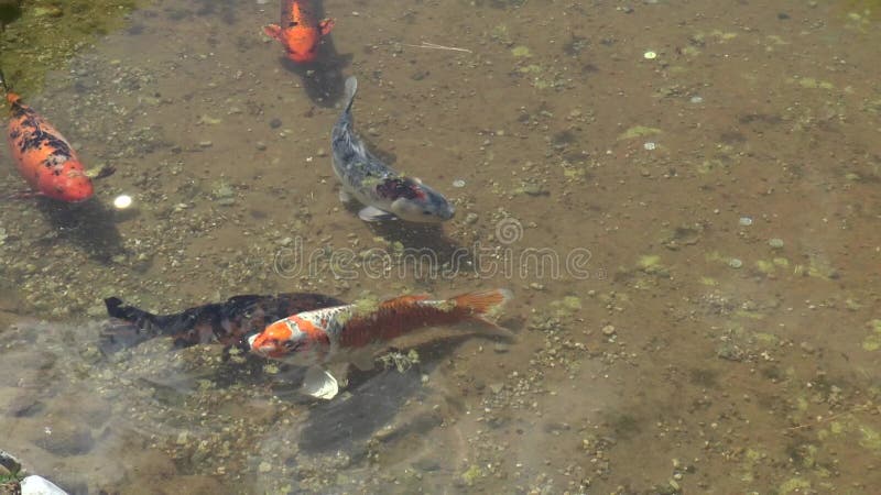 Full HD Video of Koi Fish in Garden Pond Stock Footage - Video of carp ...
