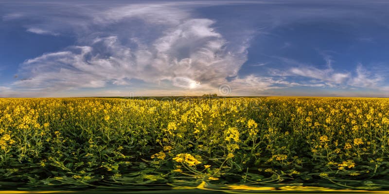 Full Hdri 360 Panorama View on among Rapeseed Canola Colza Fields in ...