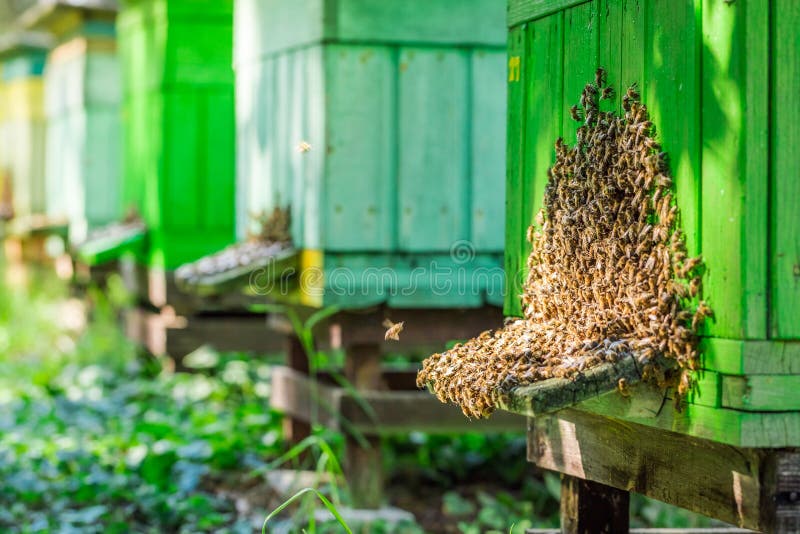 Full of Honey Beehives in Summer Stock Image - Image of apiculture ...