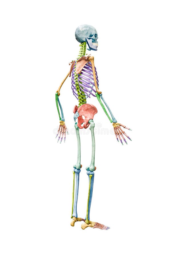 5+ Labeled Diagram Skeletal System - GeorginaDilara 5+ Labeled Diagram Skeletal System - GeorginaDilara