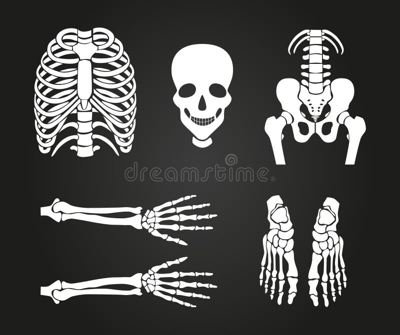 Full Human Skeleton Illustration Design Stock Vector - Illustration of ...