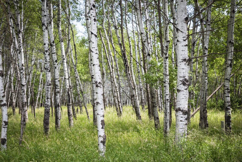 Full image of birch trees. stock image. Image of grove - 78568283