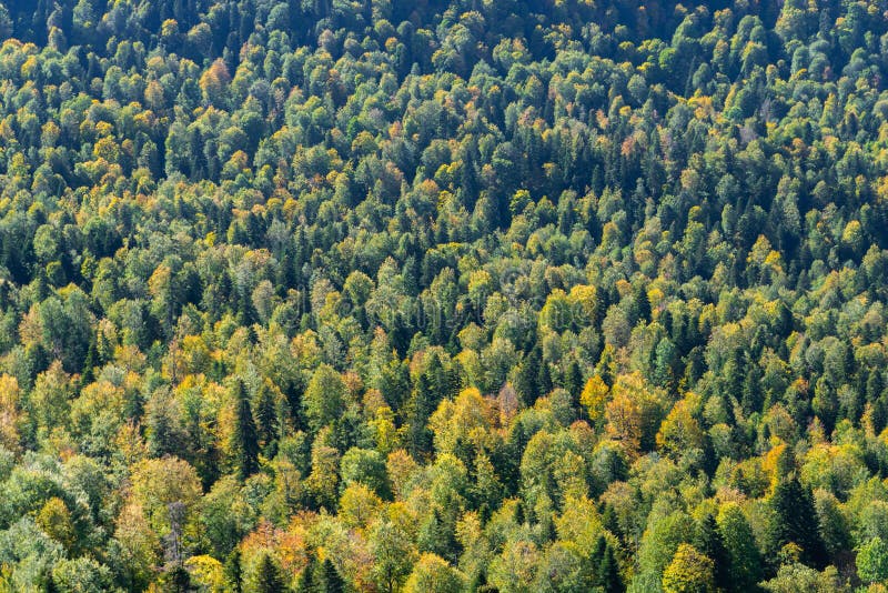 Full Image of a Coniferous Trees in the Forest Stock Image - Image of ...