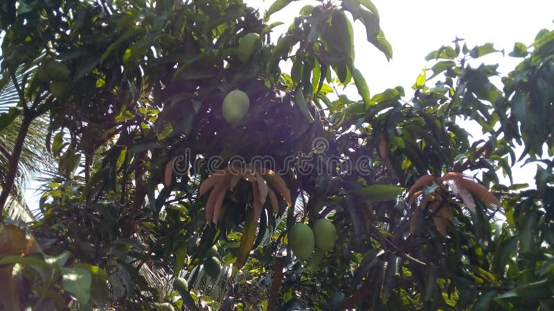 Mango Tree stock photo. Image of bengal, tree, mango - 129852466
