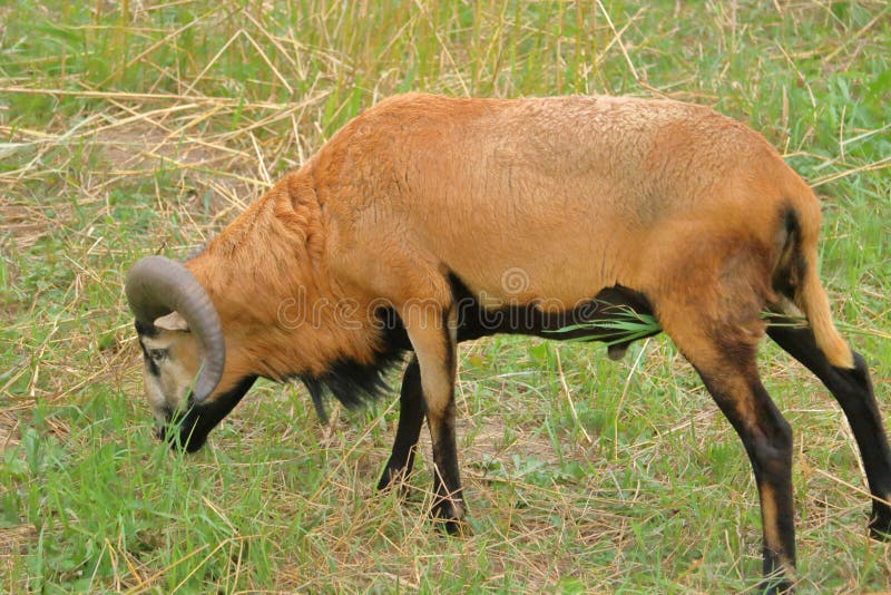 Domestic Ram Grazing stock image. Image of horn, goat - 290870767