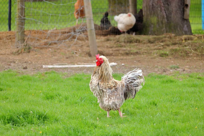 212 Strutting Rooster Photos - Free & Royalty-Free Stock Photos from ...