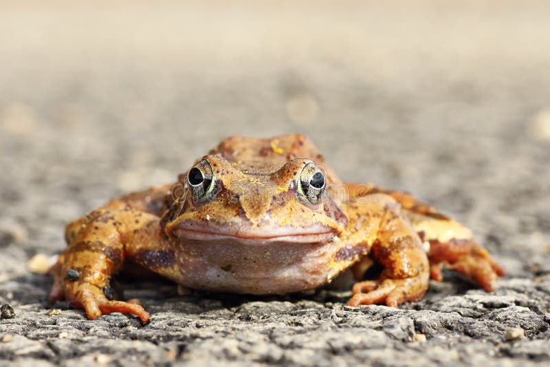 306 Beige Frog Stock Photos - Free & Royalty-Free Stock Photos from ...