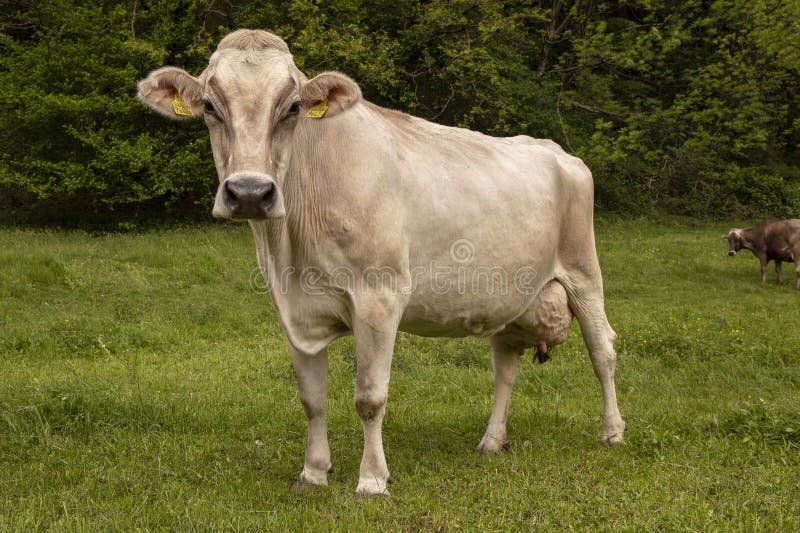 Isolated Full Length White Cow Stock Image - Image of food, ranch ...