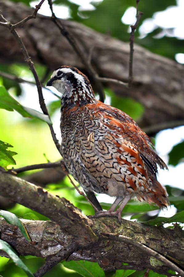 Full Length Quail stock image. Image of limb, quail, full - 78847509