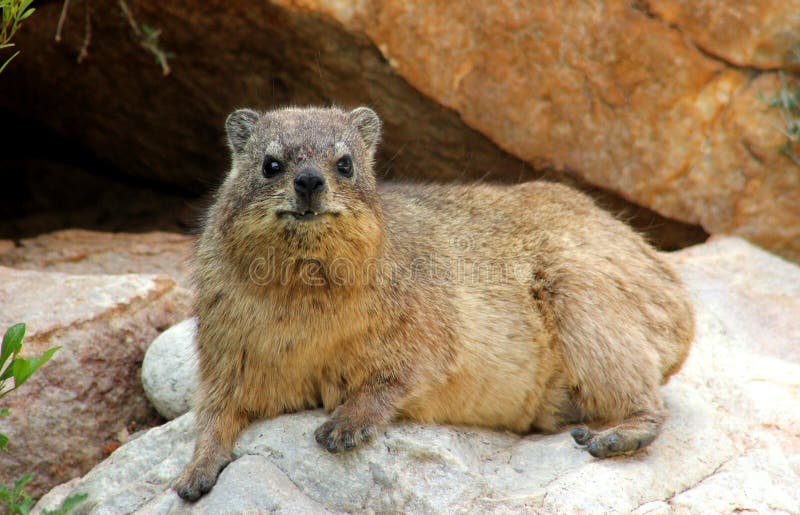 A Full-length Shot of a Cape Hyrax Stock Image - Image of shot ...