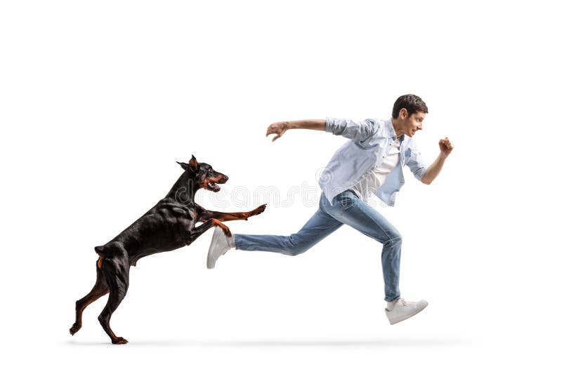 Full Length Portrait of a Young Man Walking a Dog Stock Photo - Image ...