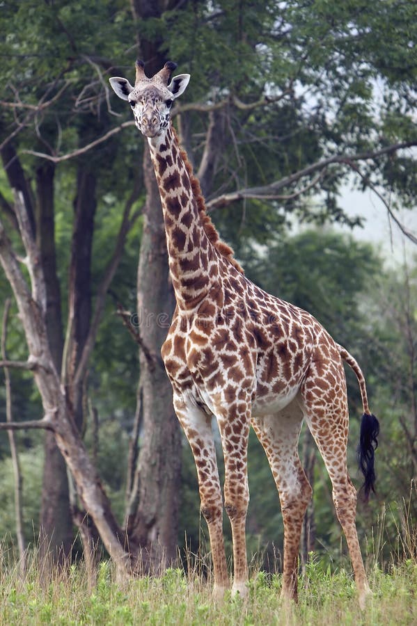 Full Length Shot of Entire Giraffe Stock Image - Image of spots, tall ...