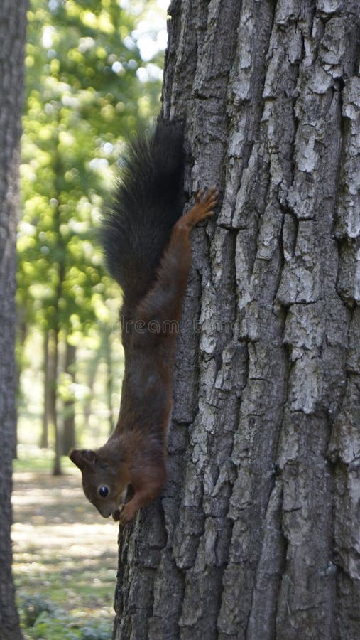 Full Length Squirrel with a Fluffy Tail in the Park on a Tree Stock Photo - Image of environment ...