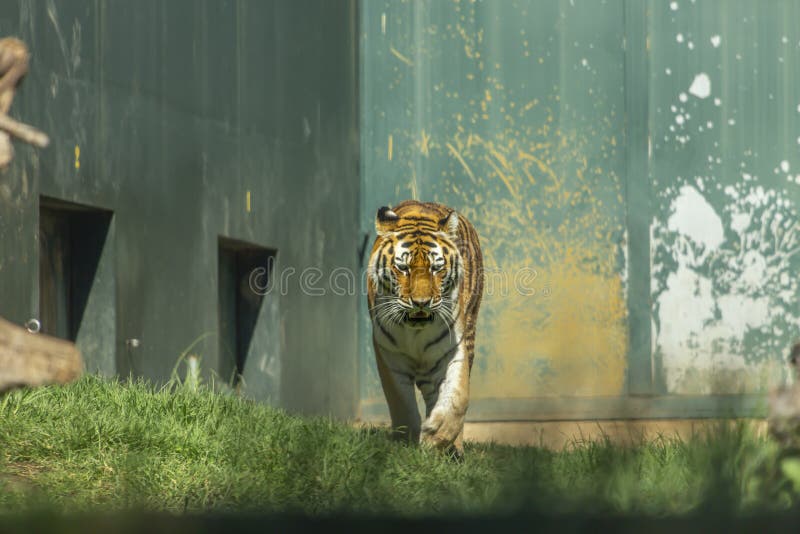 Full-length view of tiger stock photo. Image of endangered - 129660892
