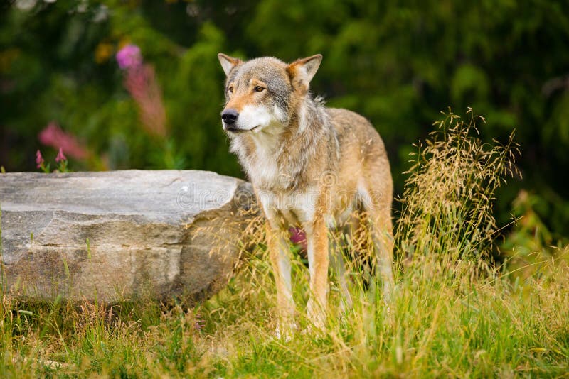 Wolf Standing on Field by Rock in Forest Stock Photo - Image of ...