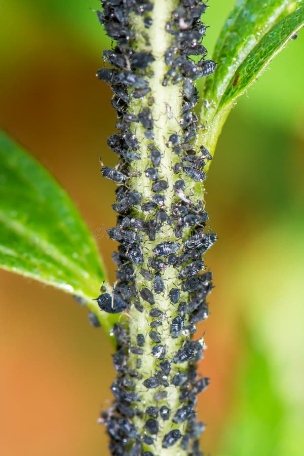 Lice stock photo. Image of insects, closeup, lice, leaf - 32864188
