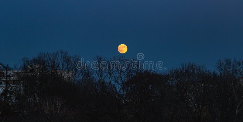 Full Moon Above the Bare Tree Branches in a Dark Blue Sky during the ...