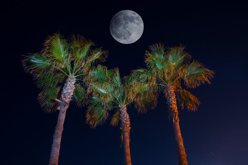 485 Landscape Palm Trees Full Moon Night Stock Photos - Free & Royalty ...