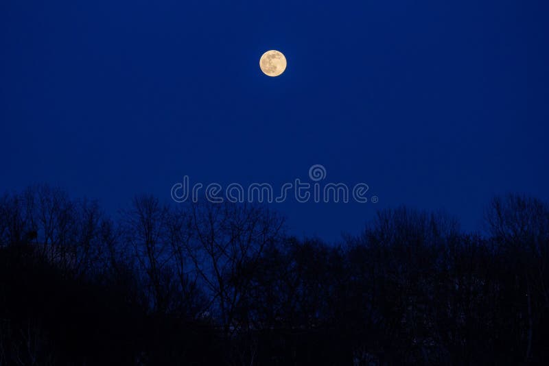 Full Moon Above Trees on the Top of a Clear Night Sky Stock Image ...
