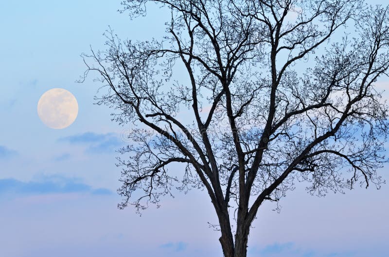 Full Moon and Bare Tree stock image. Image of tree, evening - 20549803