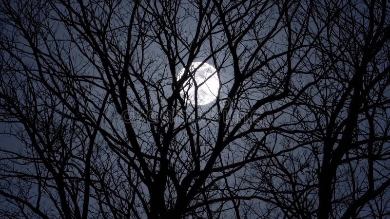 Full Moon through Bare Tree Branches at Night. Mysterious Nature Scene ...