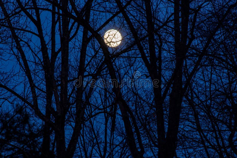 Full moon and bare trees stock photo. Image of november - 203625124
