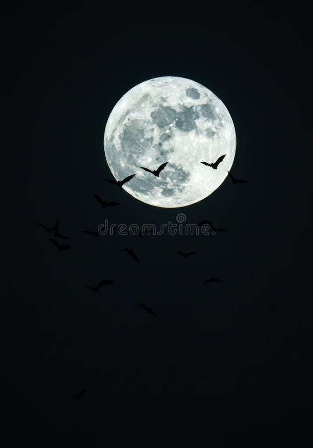 Full Moon and Bats at Night Stock Illustration - Illustration of ...