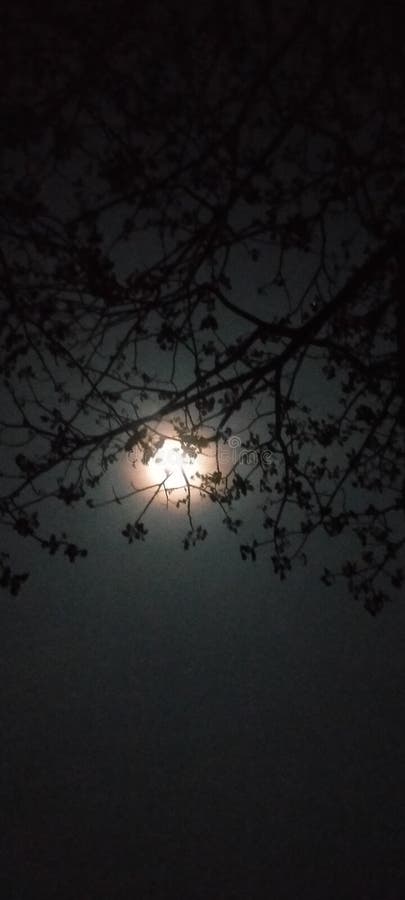 The Full Moon is so Beautiful Seen through the Gaps in the Branches and ...