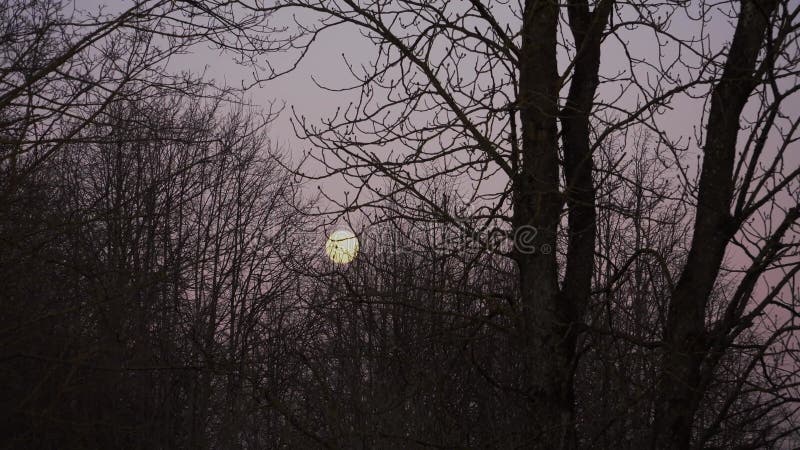 Full Moon Behind the Branches of Bare Trees in the Evening Stock ...