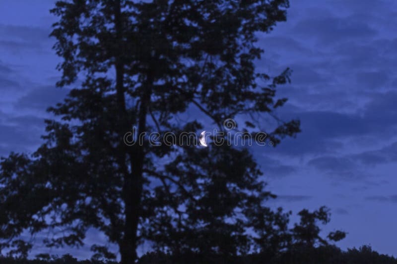 1,584 Moon Behind Tree Stock Photos - Free & Royalty-Free Stock Photos ...