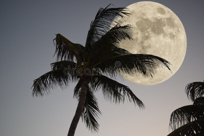 Full Moon Behind a Palm Tree Stock Photo - Image of blue, tropical ...