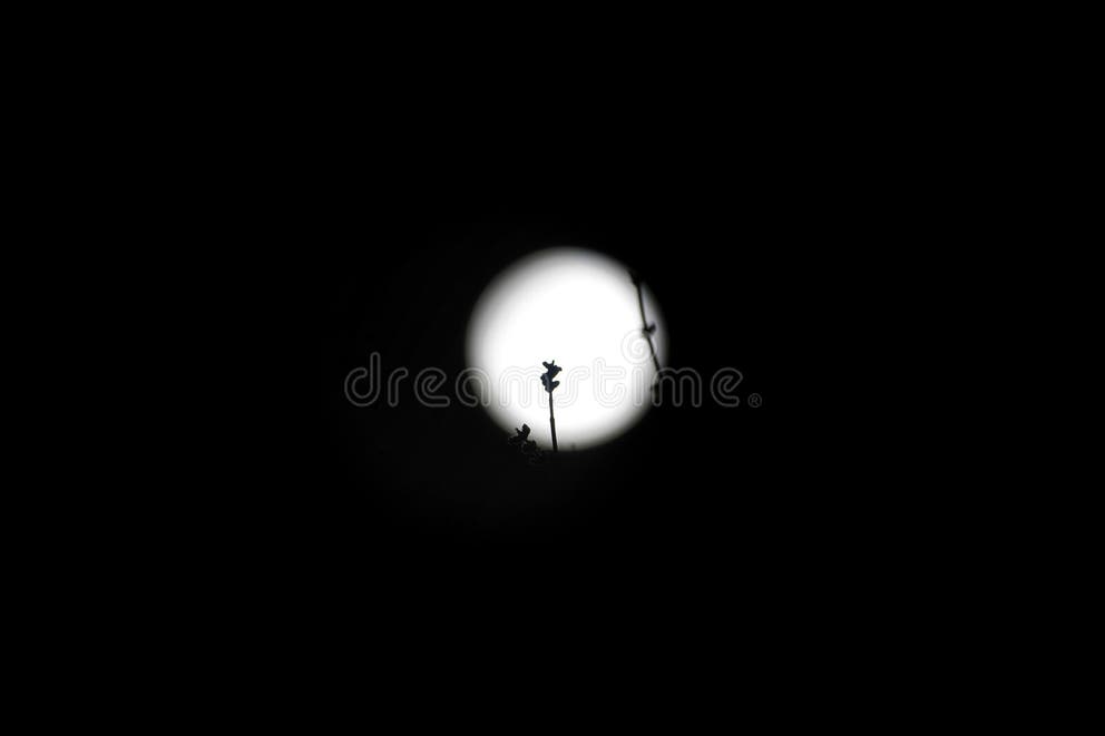 Full Moon Behind Some Branches Stock Photo - Image of bucharest, shape ...