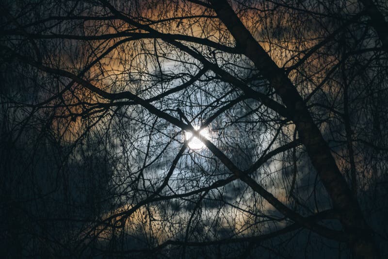 Full Moon Behind Tree Branches Stock Photo - Image of beautiful, grunge ...