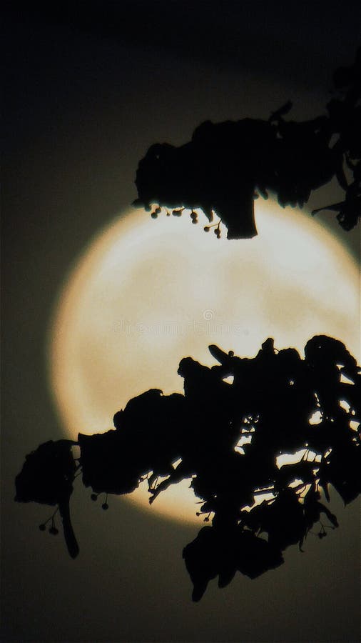 Moon behind tree stock photo. Image of moonlight, autumn - 6848330