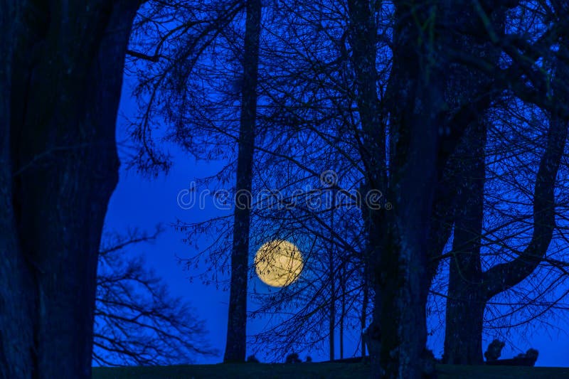 Full Moon Behind Trees in the Park of Enns Stock Image - Image of dark ...