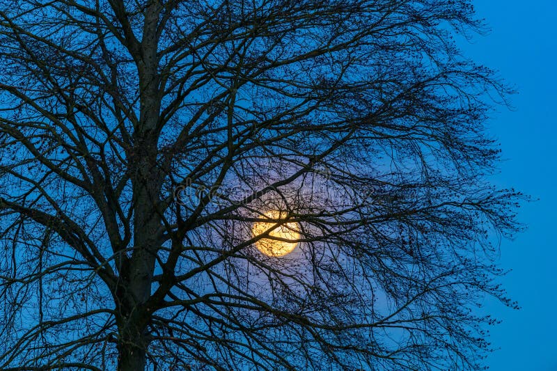 Full Moon Behind Trees in the Park of Enns Stock Photo - Image of ...