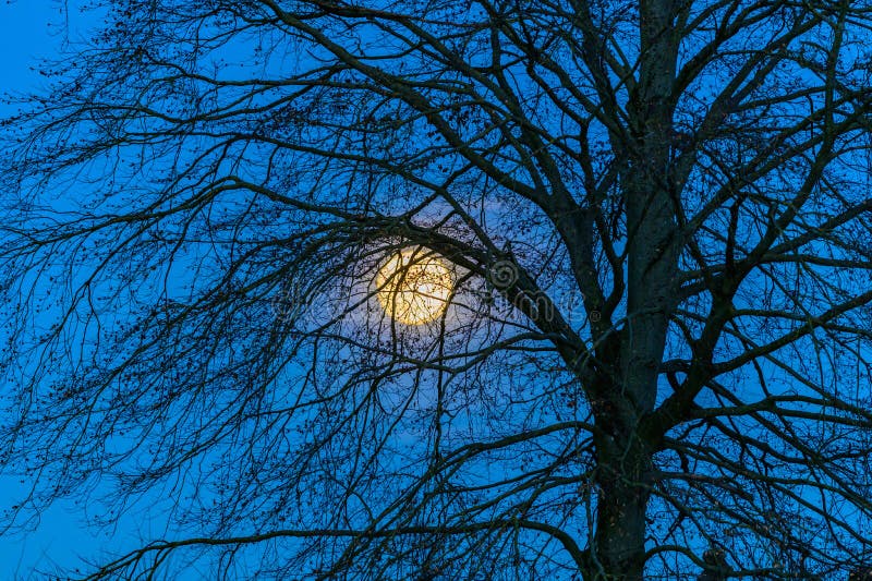 Full Moon Behind Trees in the Park of Enns Stock Photo - Image of moon ...