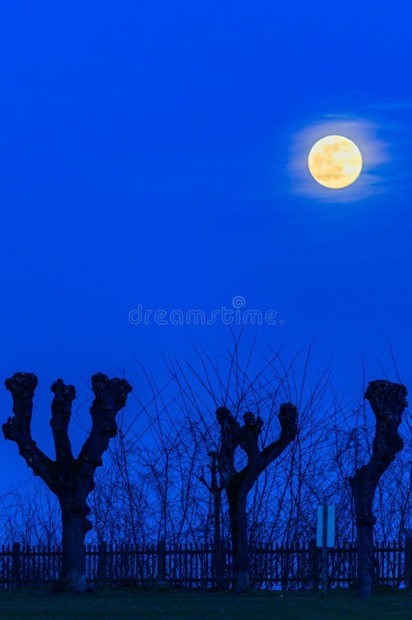 Full Moon Behind Trees in the Park of Enns Stock Image - Image of ...