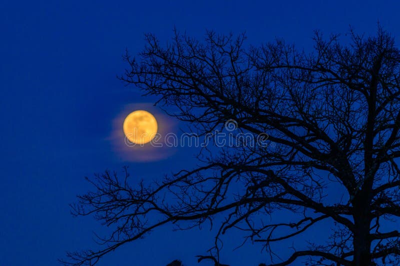 Full Moon Behind Trees in the Park of Enns Stock Image - Image of dawn ...